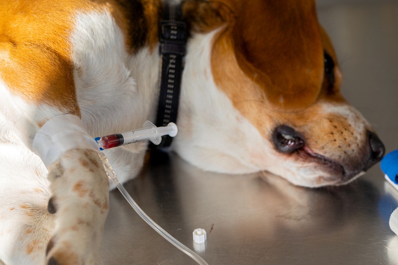 What Is an Animal Blood Transfusion and When Is It Needed? - SENCA ...