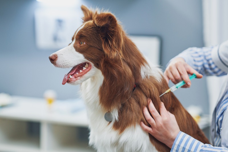 Why Do Dogs Need Yearly Vaccinations? - SENCA FRONTPAGE PLUS